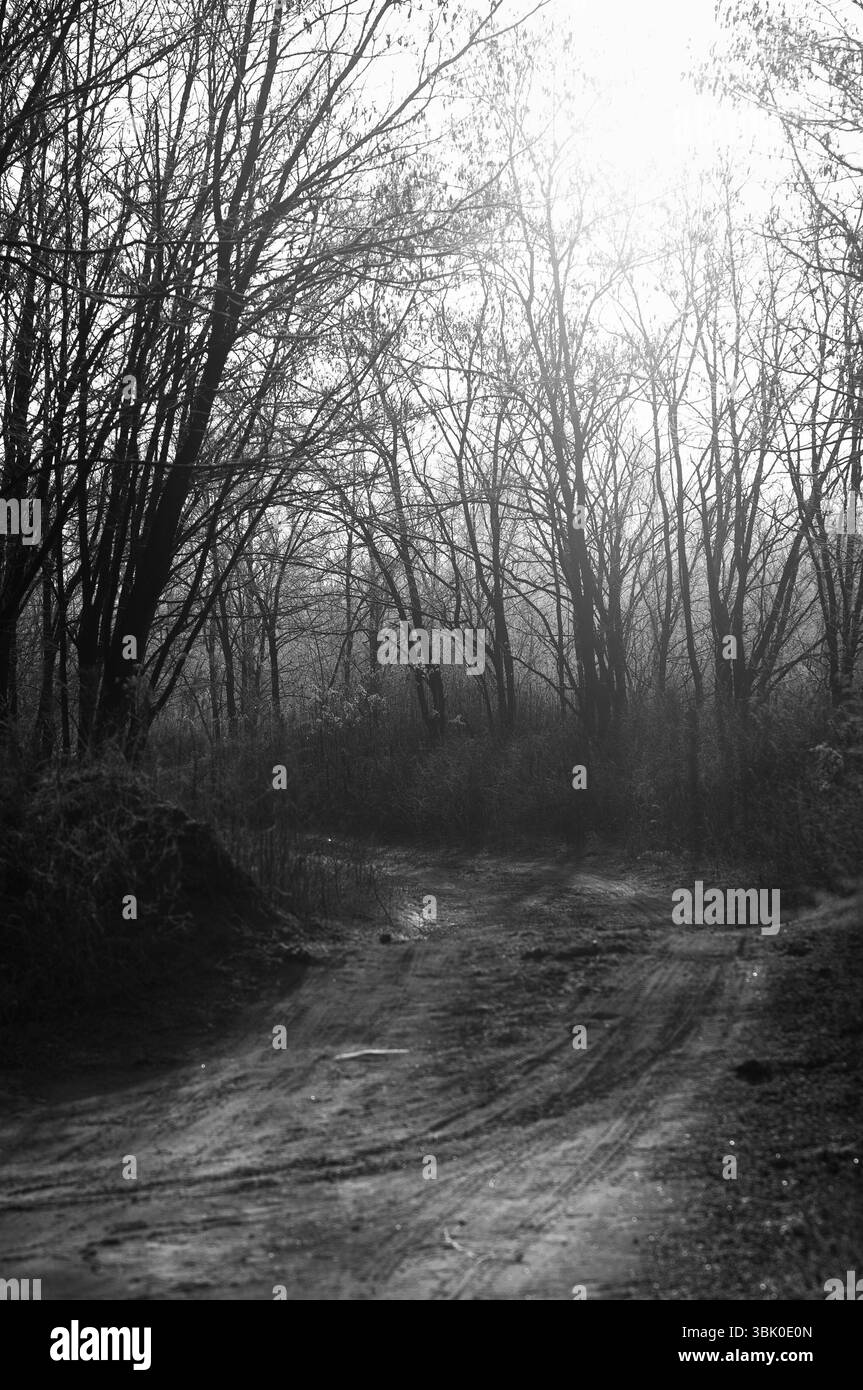 Forest photo Black and White Stock Photos & Images - Alamy