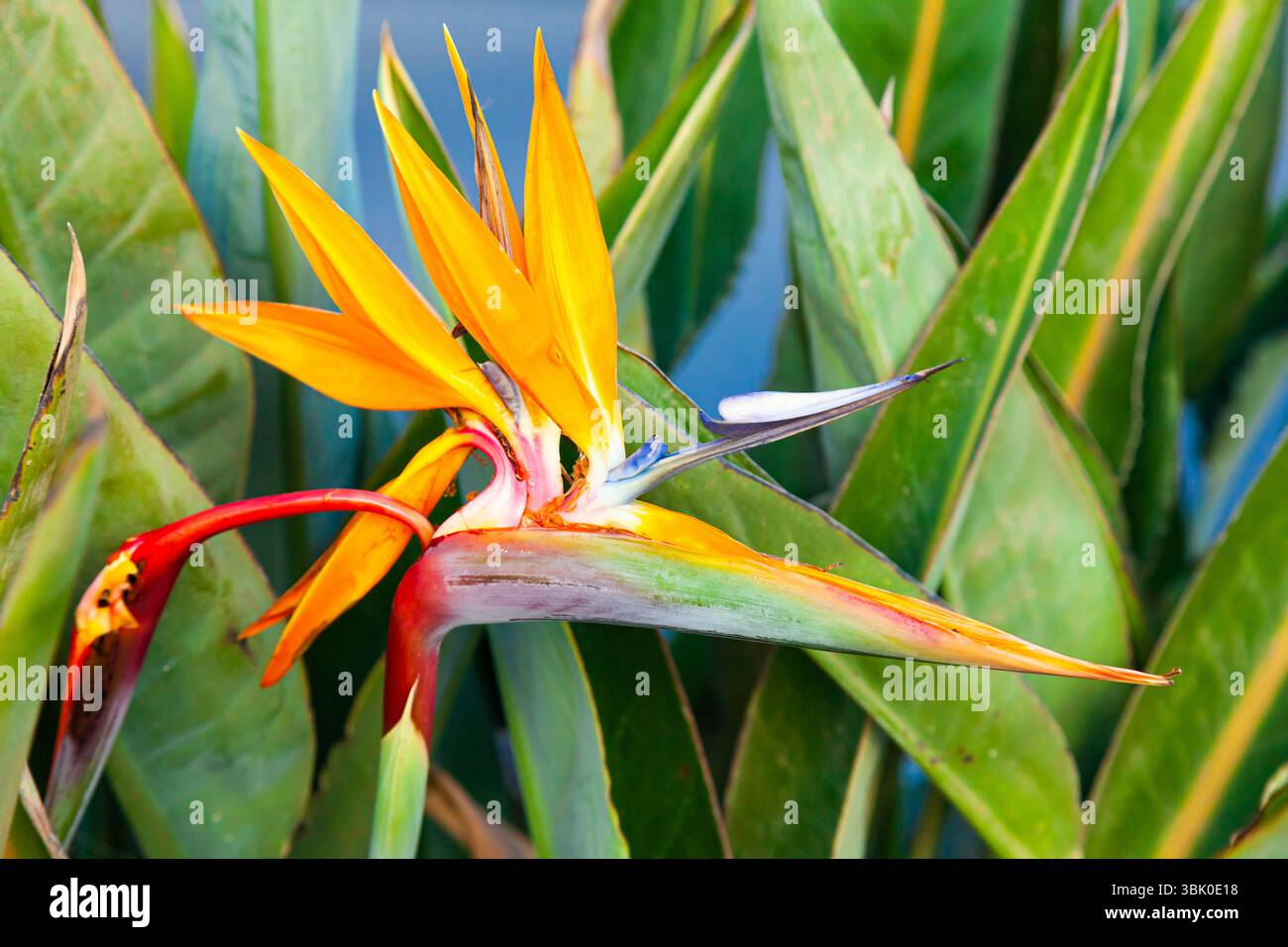 Strelitzia royale hi-res stock photography and images - Alamy