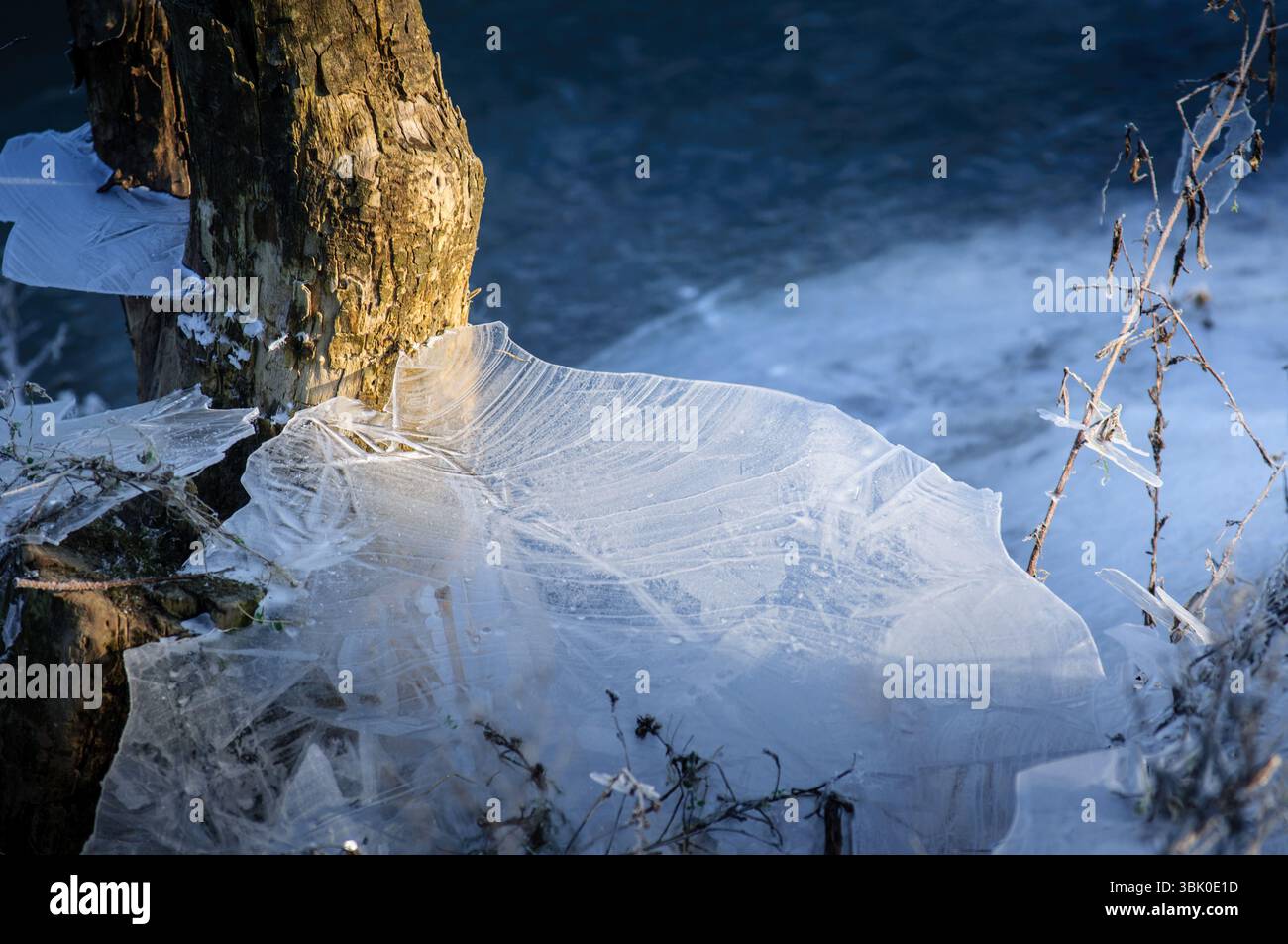 Frozen tree trunk hi-res stock photography and images - Alamy