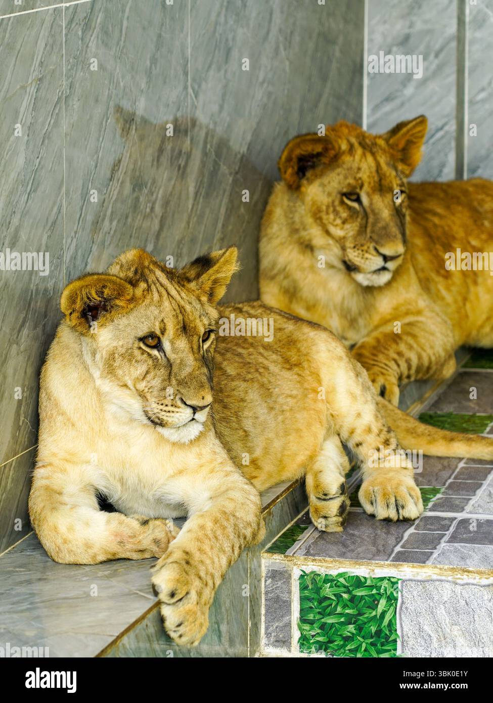 Juvenile lions resting comfortably in a shaded corner, leaning on a ...