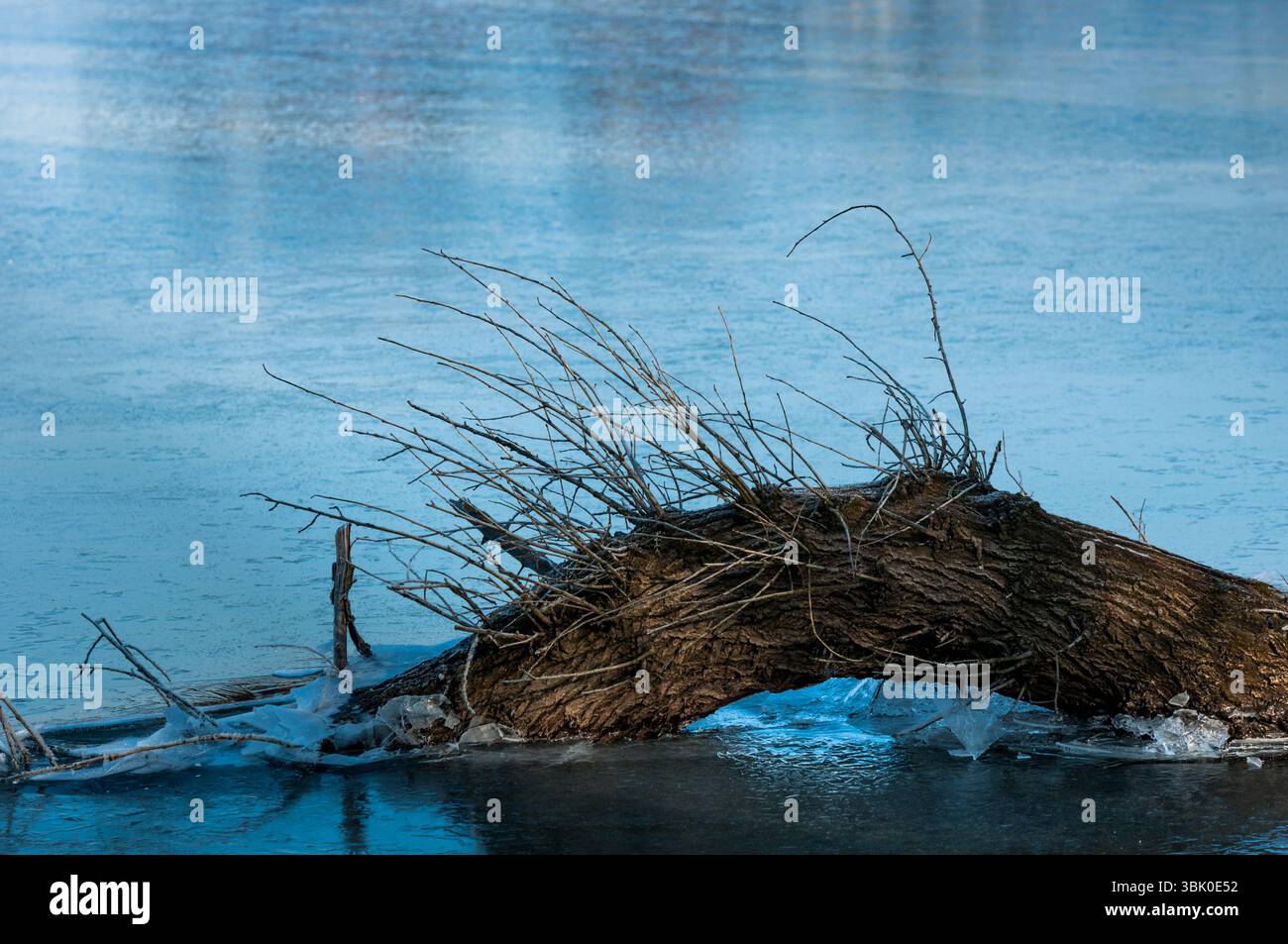 Tree trunk branches in hi-res stock photography and images - Alamy