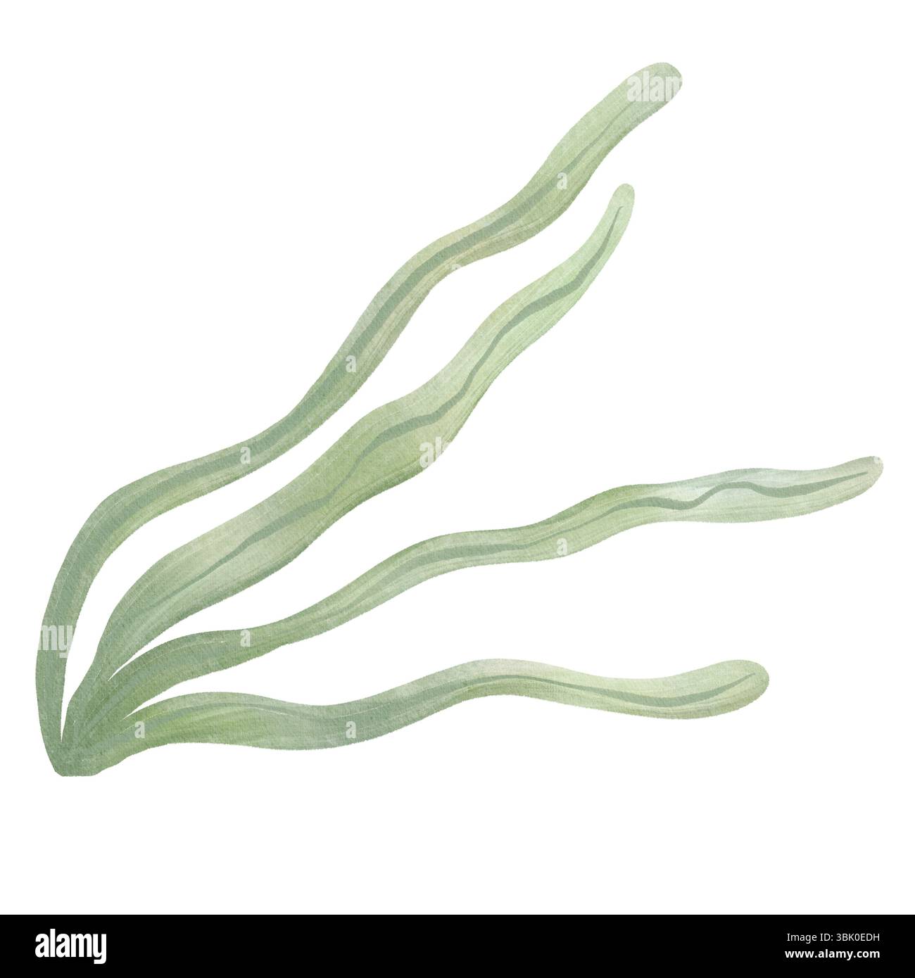 Watercolor illustration of light green seaweed with organic flowing ...