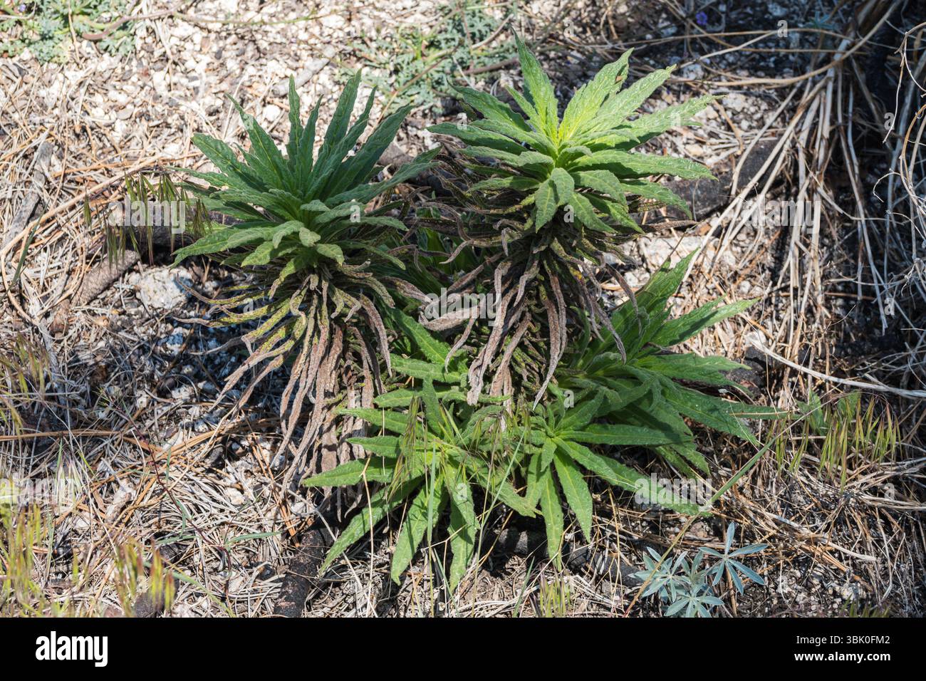 Small toxic Poodle Dog Bush on Mt Waterman in the San Gabriel Mountains ...