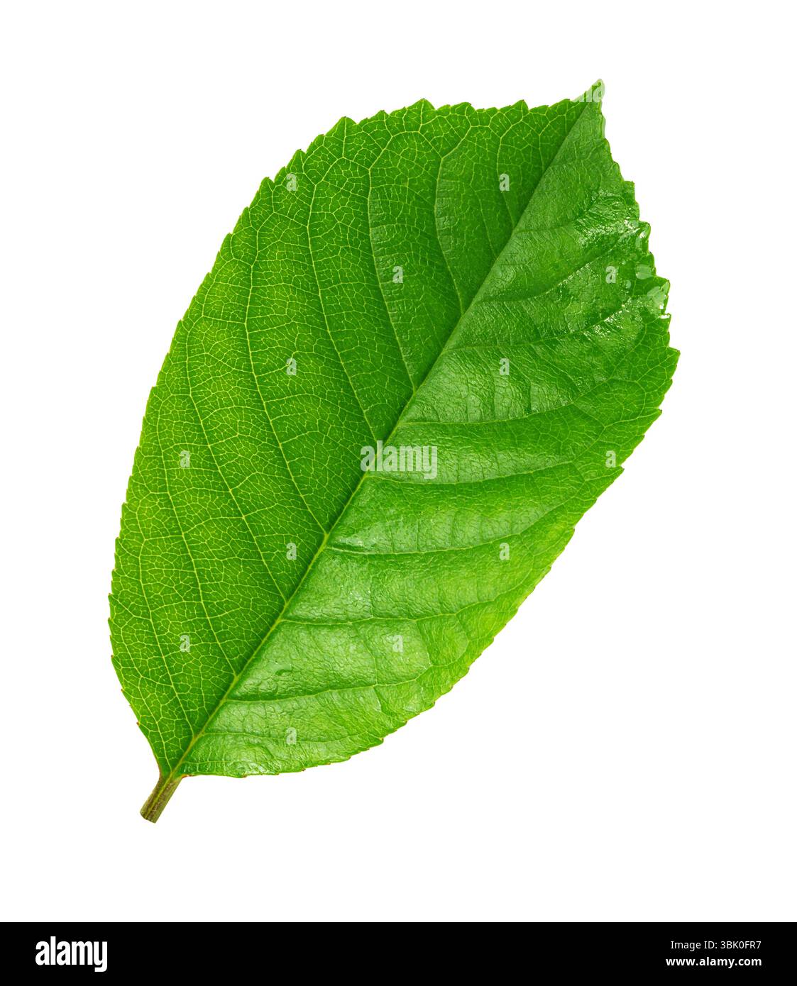 Vibrant form resting hi-res stock photography and images - Alamy