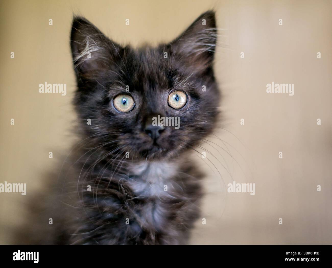 Young cute black hair hi-res stock photography and images - Alamy