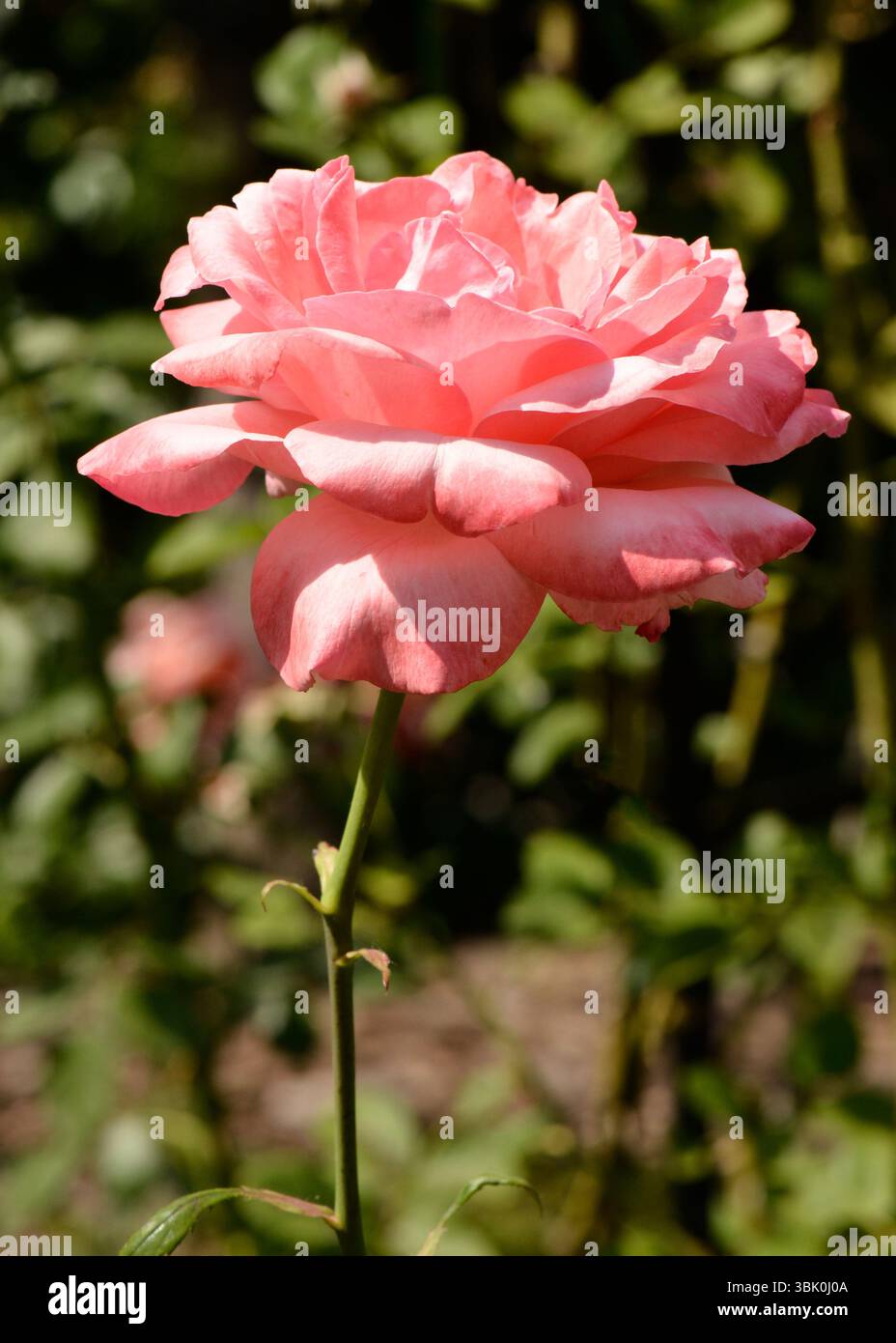 Single pink Rosa hybrida 'Mister Lincoln' as hybrid tea rose cultivar ...