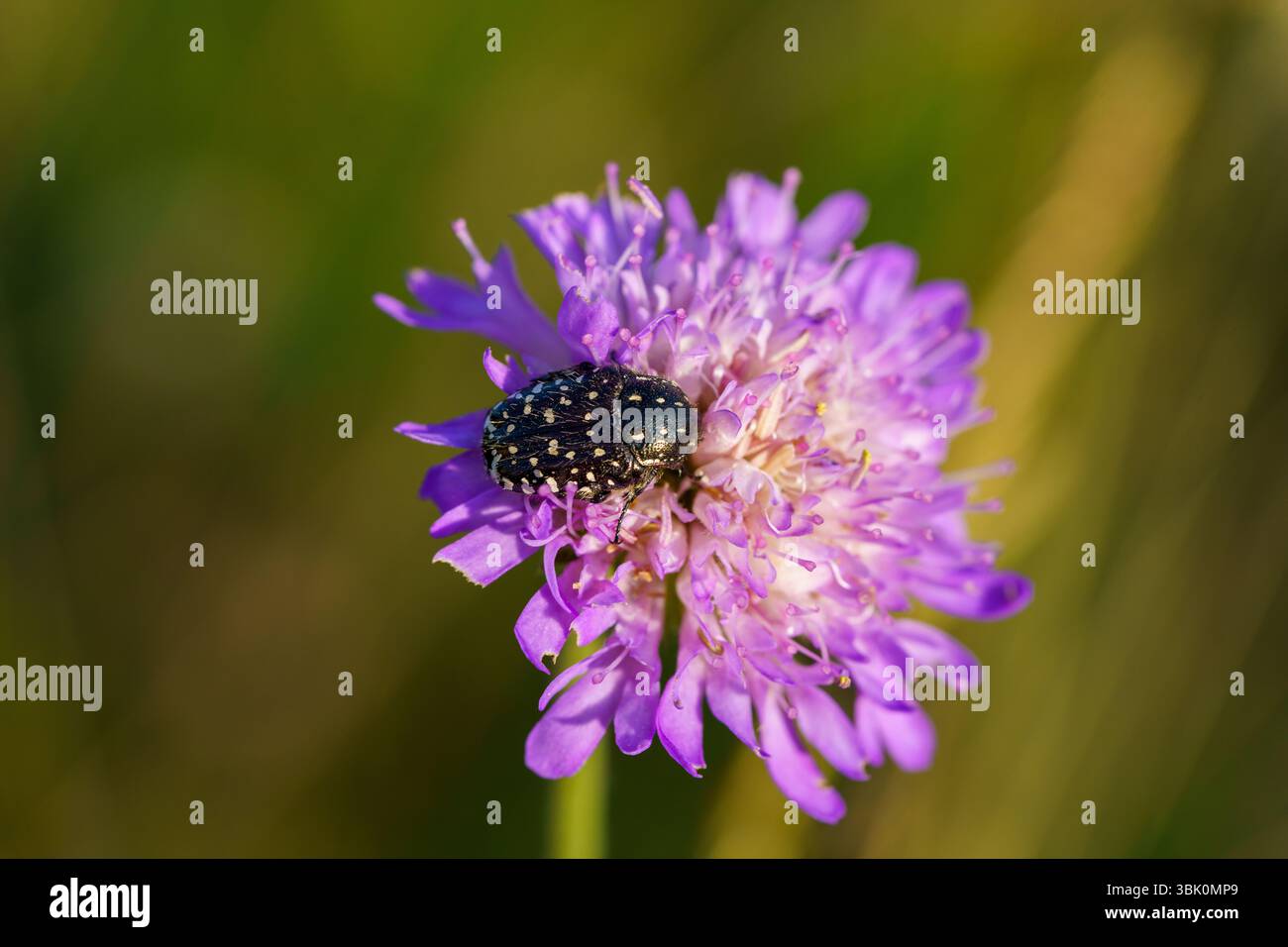 Oxythyrea funesta family cetoniidae hi-res stock photography and images ...