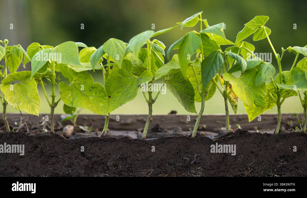 Young bean plants with roots Stock Photo - Alamy