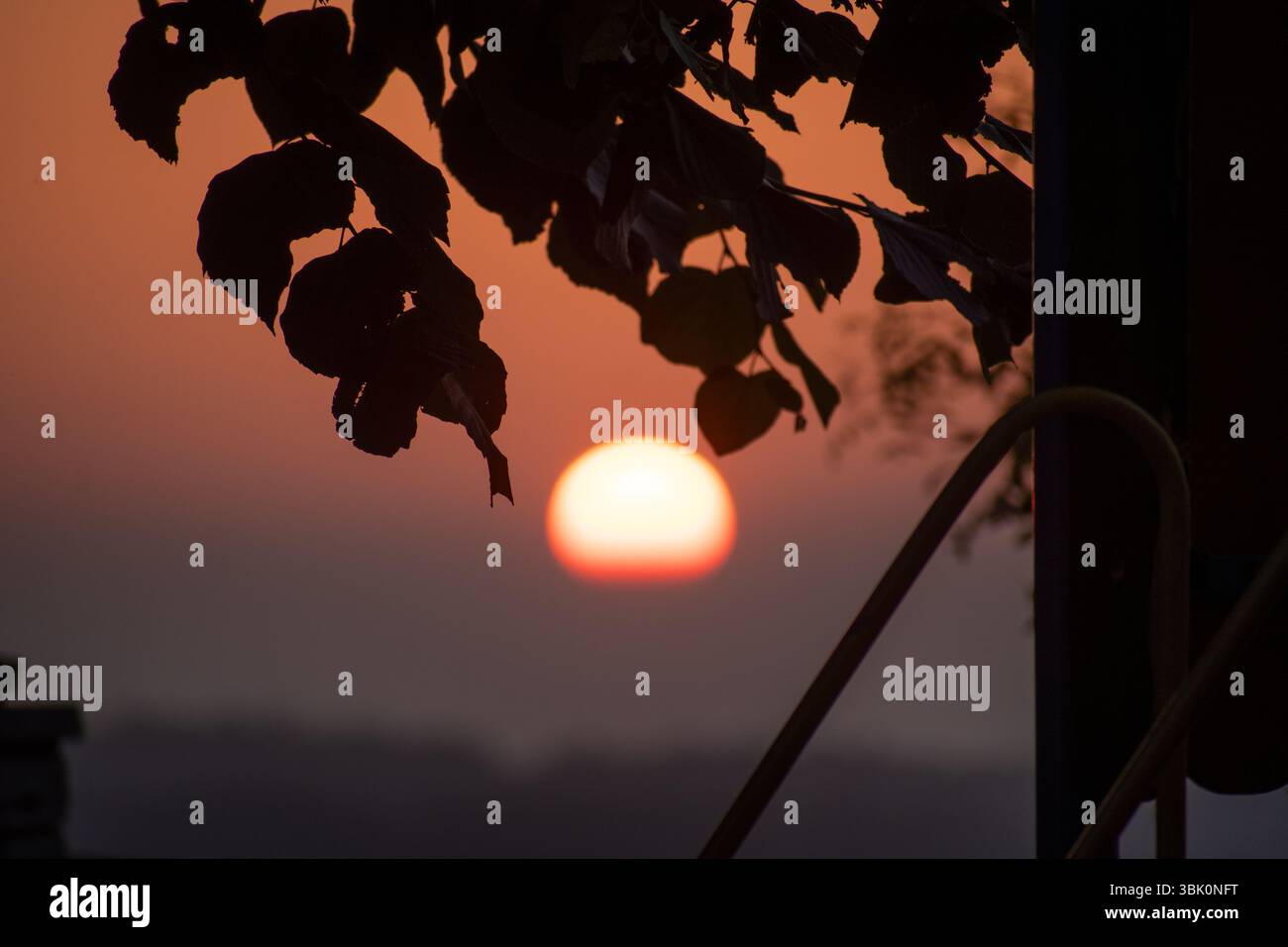 A warm sun sets behind silhouetted leaves, casting an orange glow ...