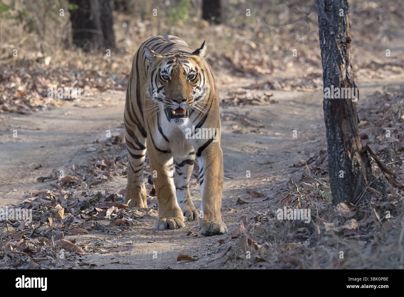Tiger (Panthera tigris), Bengal tiger or Indian tiger, big cat ...