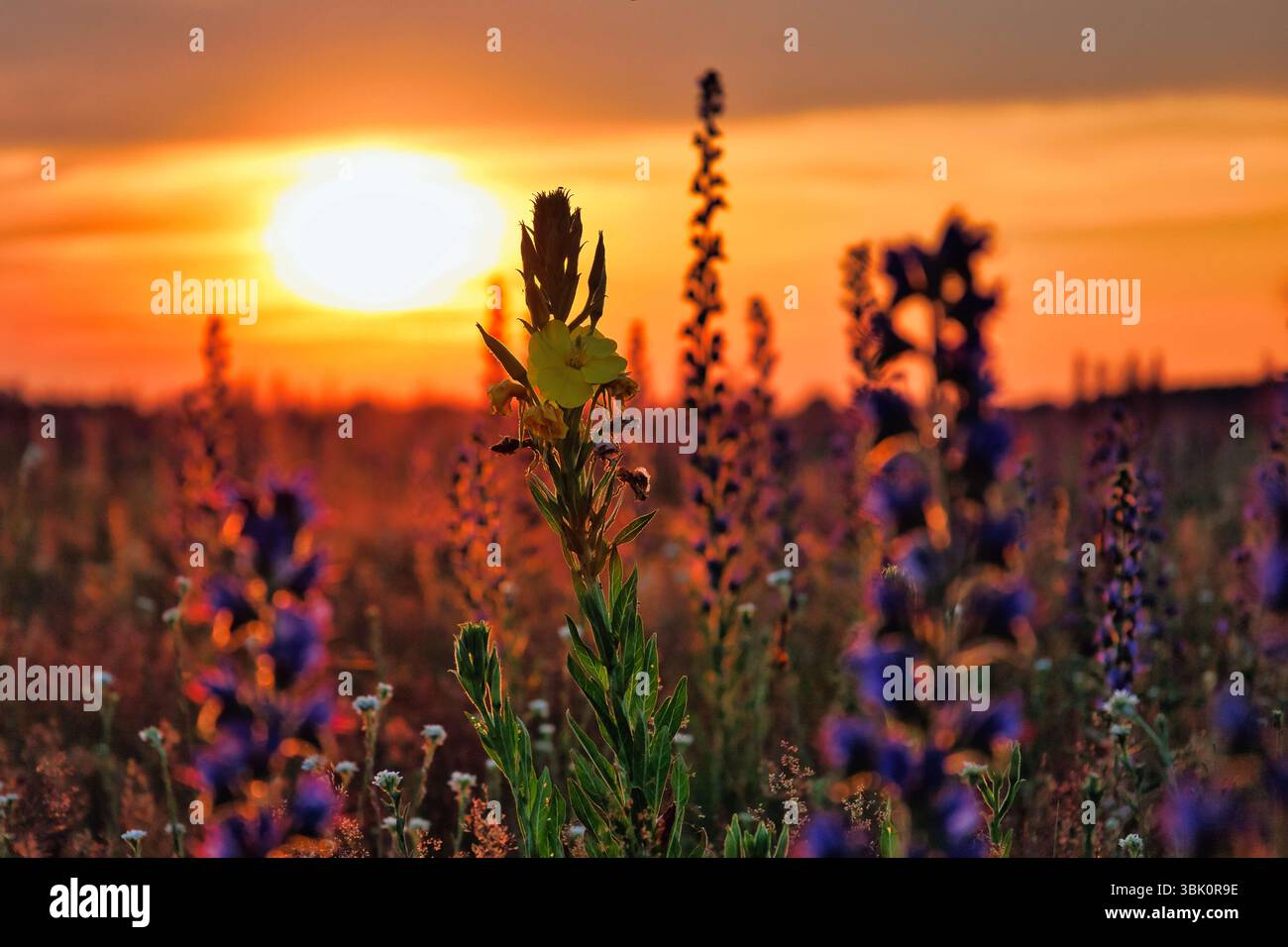 Wildflower summer meadow sunset hi-res stock photography and images - Alamy