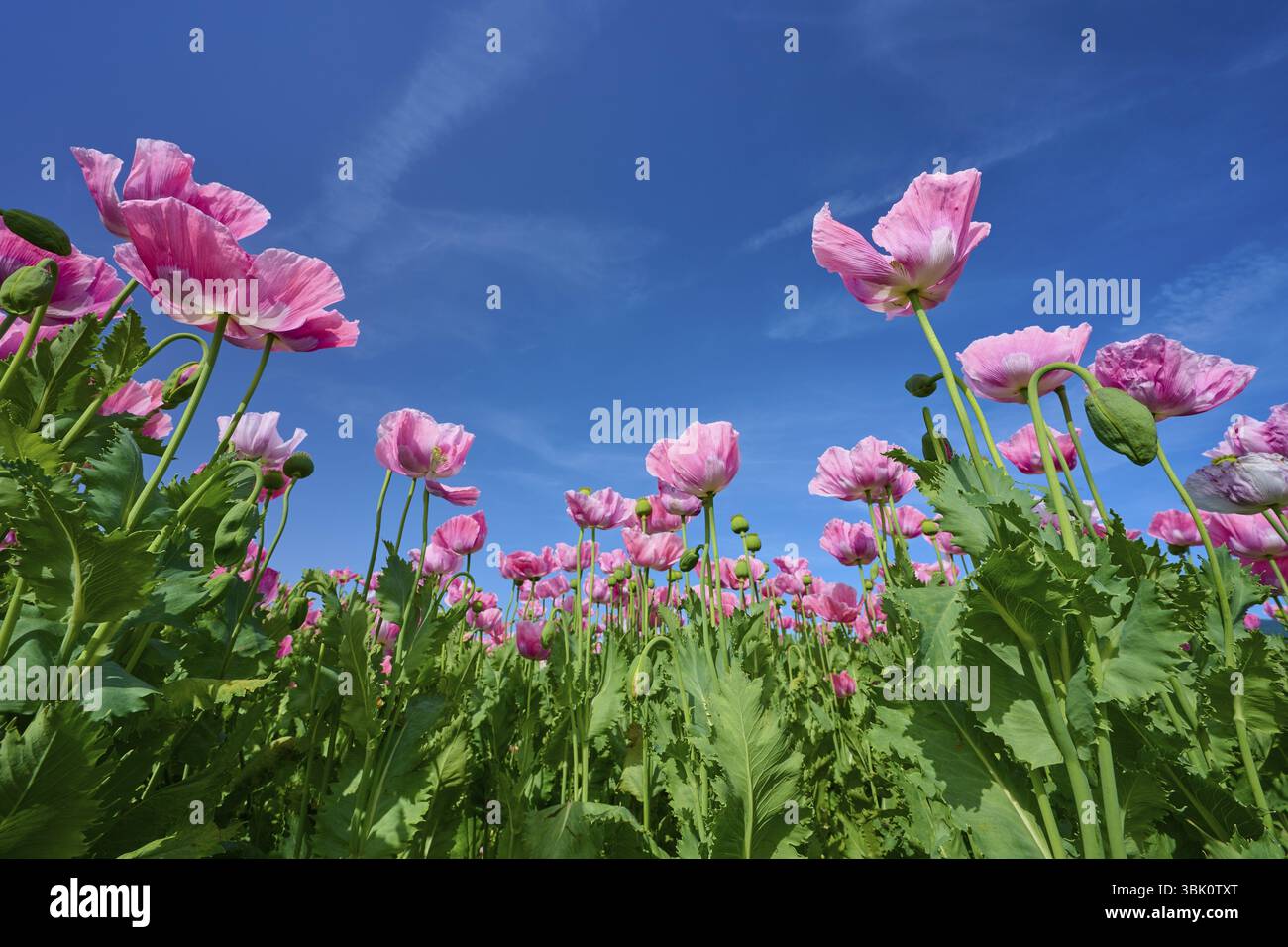 Close-up of pink opium poppy (Papaver somniferum), in front of a clear ...