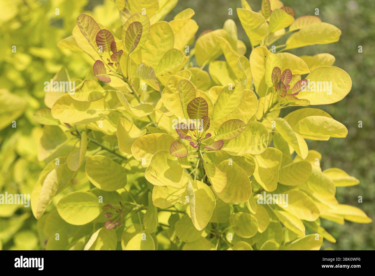Cotinus coggygria golden lady hi-res stock photography and images - Alamy