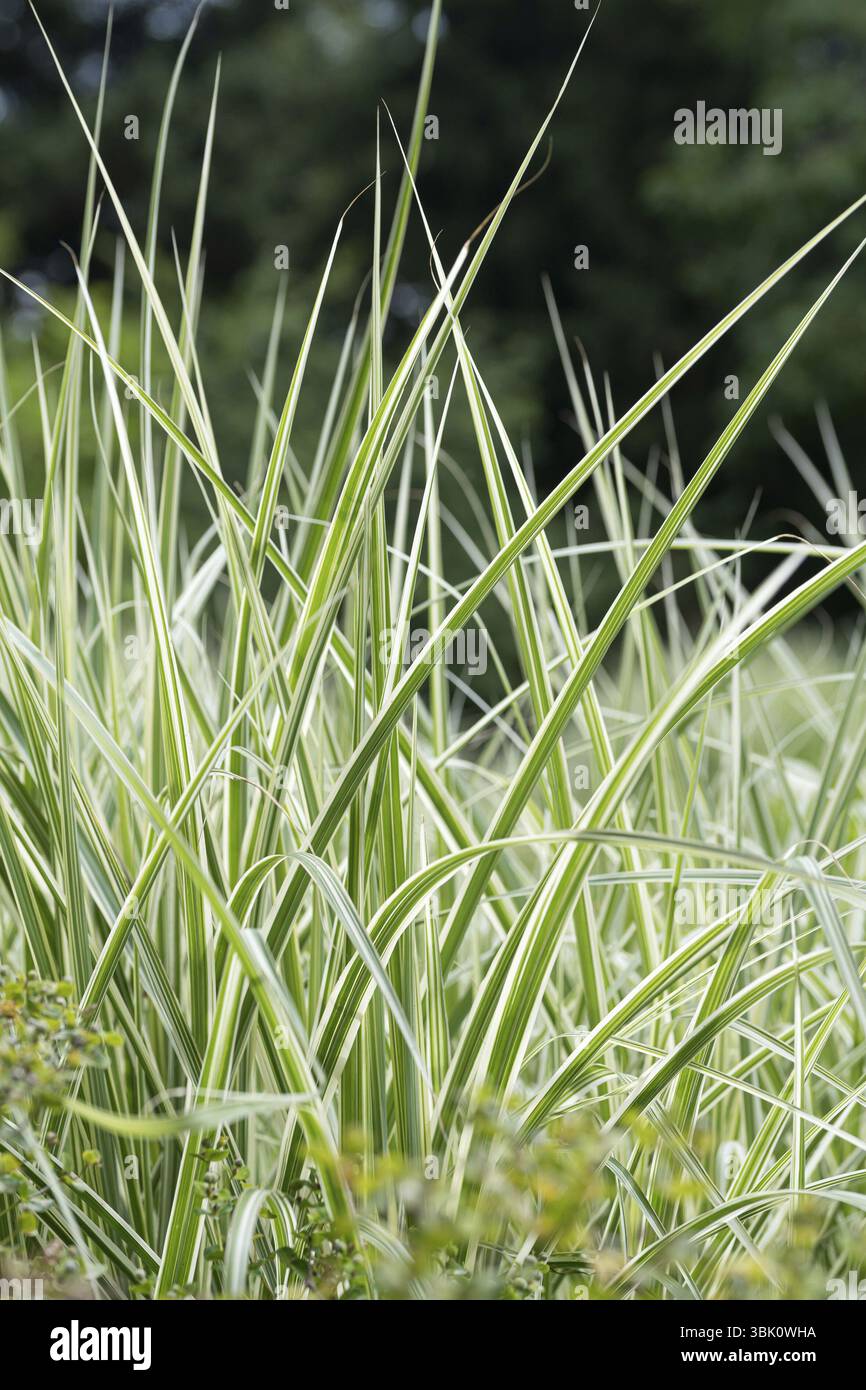 Chinese reed (Miscanthus sinensis 'Silberpfeil'), Weihenstephaner ...