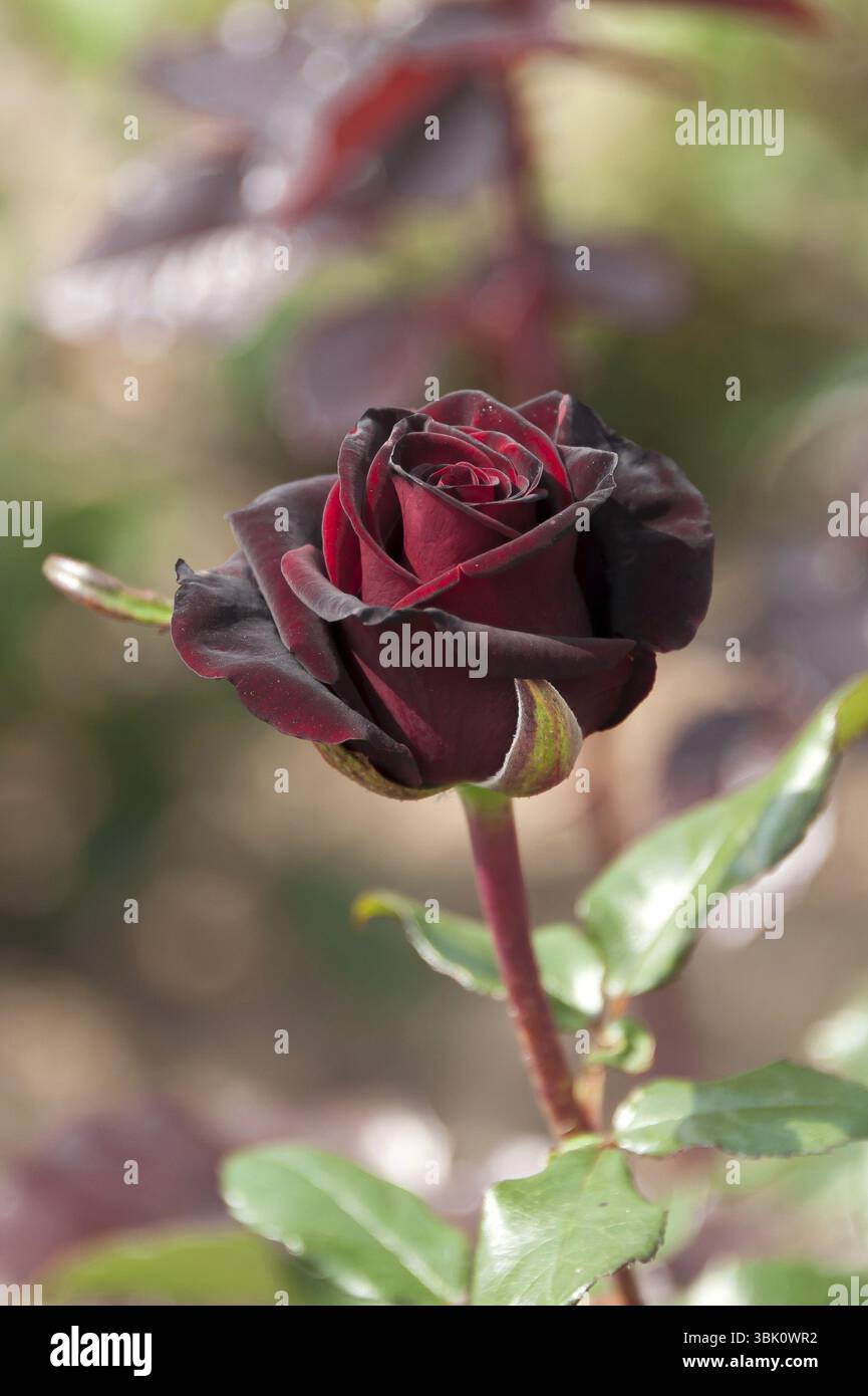 Noble rose (Rosa BLACK MAGIC), Rosarium Sangerhausen, Germany, Europe ...