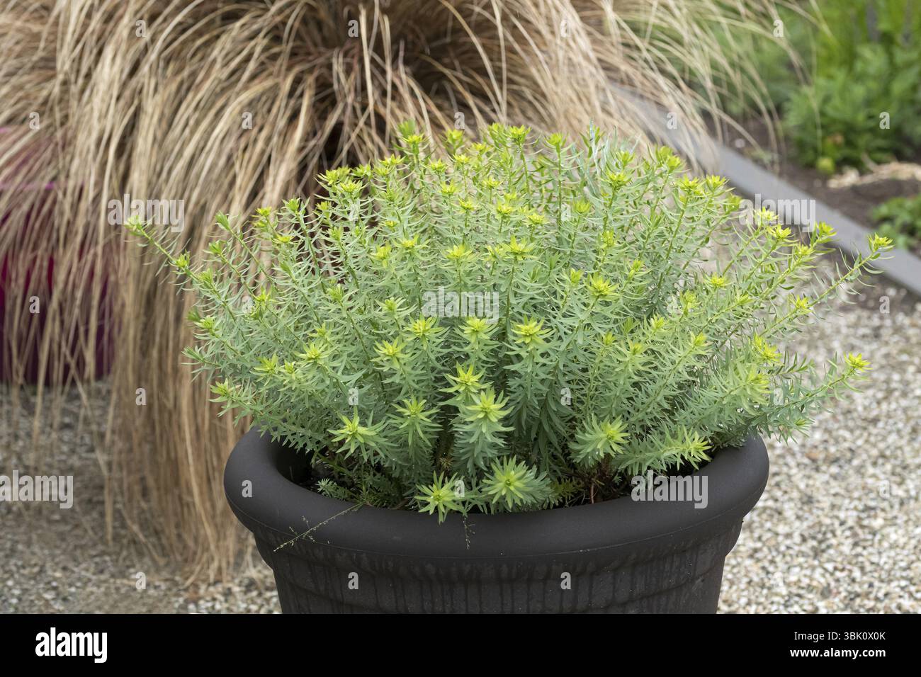 Steppe spurge (Euphorbia seguieriana subsp. niciciana), Netherlands ...