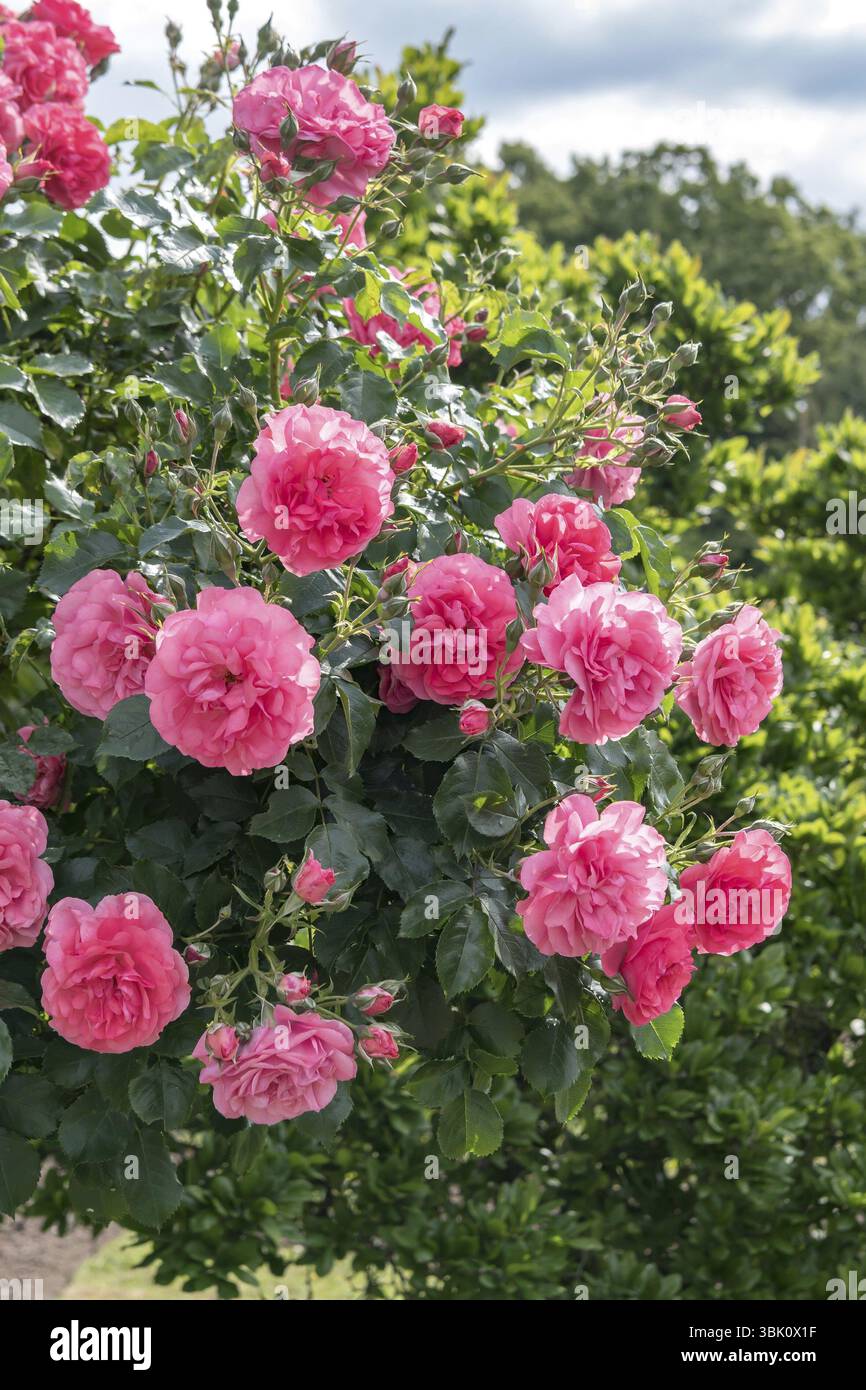 Shrub rose (Rosa ROSARIUM UETERSEN), Rosarium Sangerhausen, Germany ...