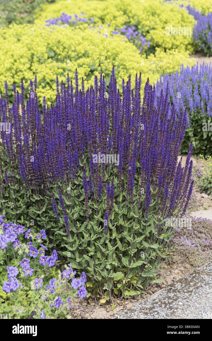 Sage (Salvia nemorosa 'Caradonna'), Rosarium Sangerhausen, Germany ...