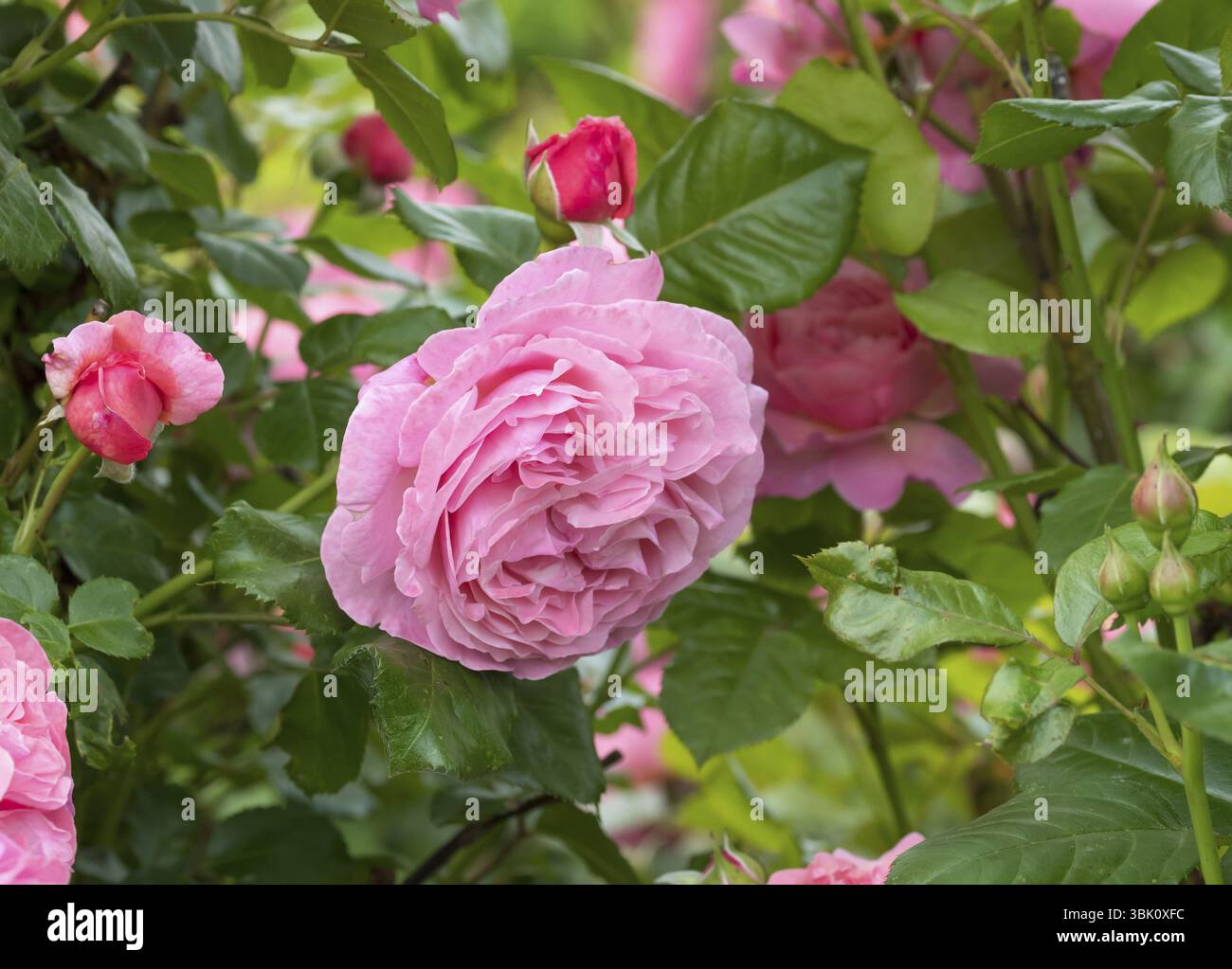 Europe shrub hi-res stock photography and images - Alamy