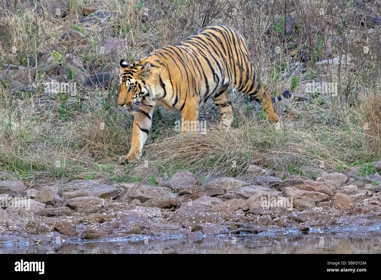 Tiger (Panthera tigris), Bengal tiger or Indian tiger, big cat ...