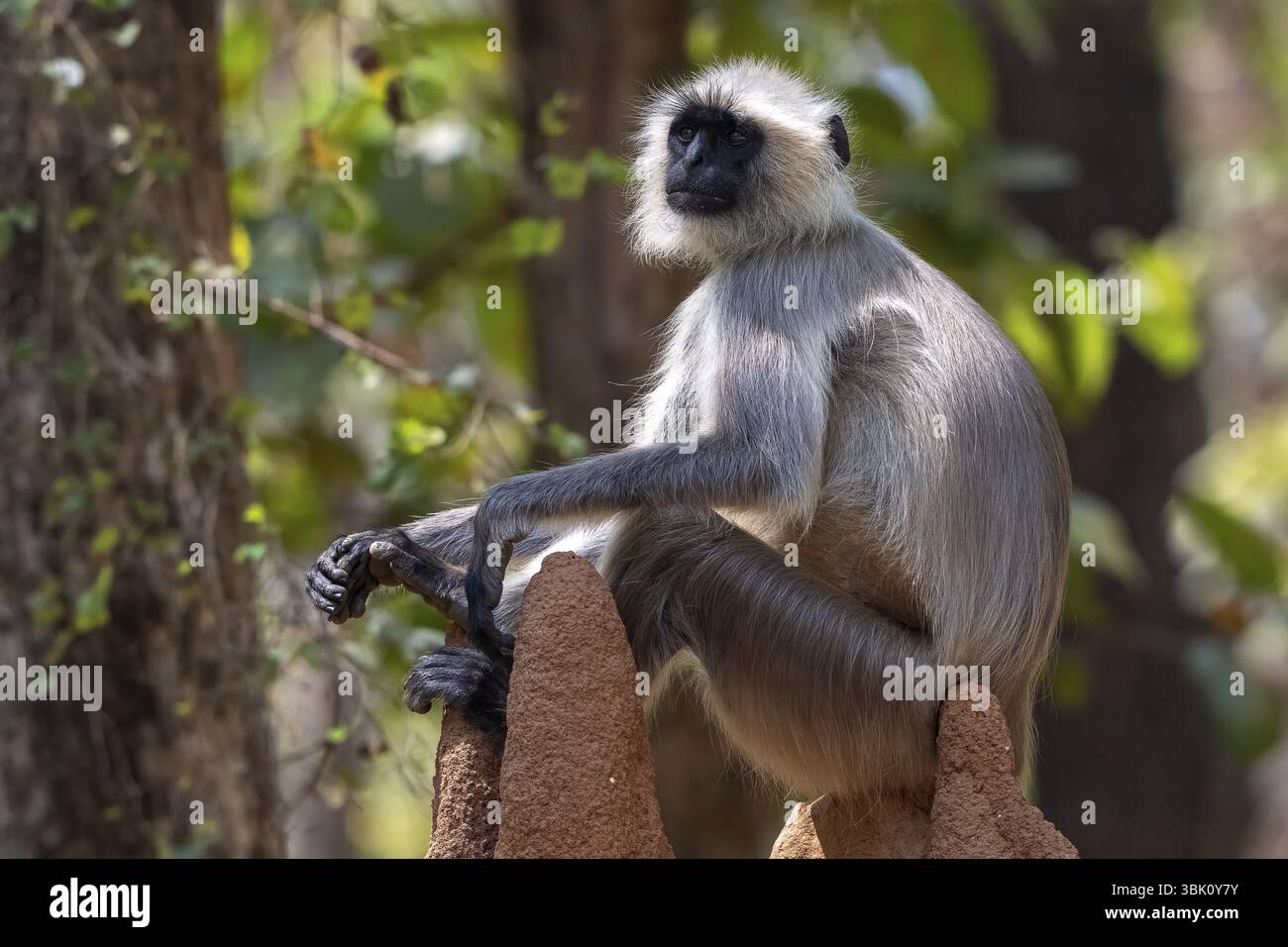 Northern plains gray langur (Semnopithecus entellus), primate, sitting ...