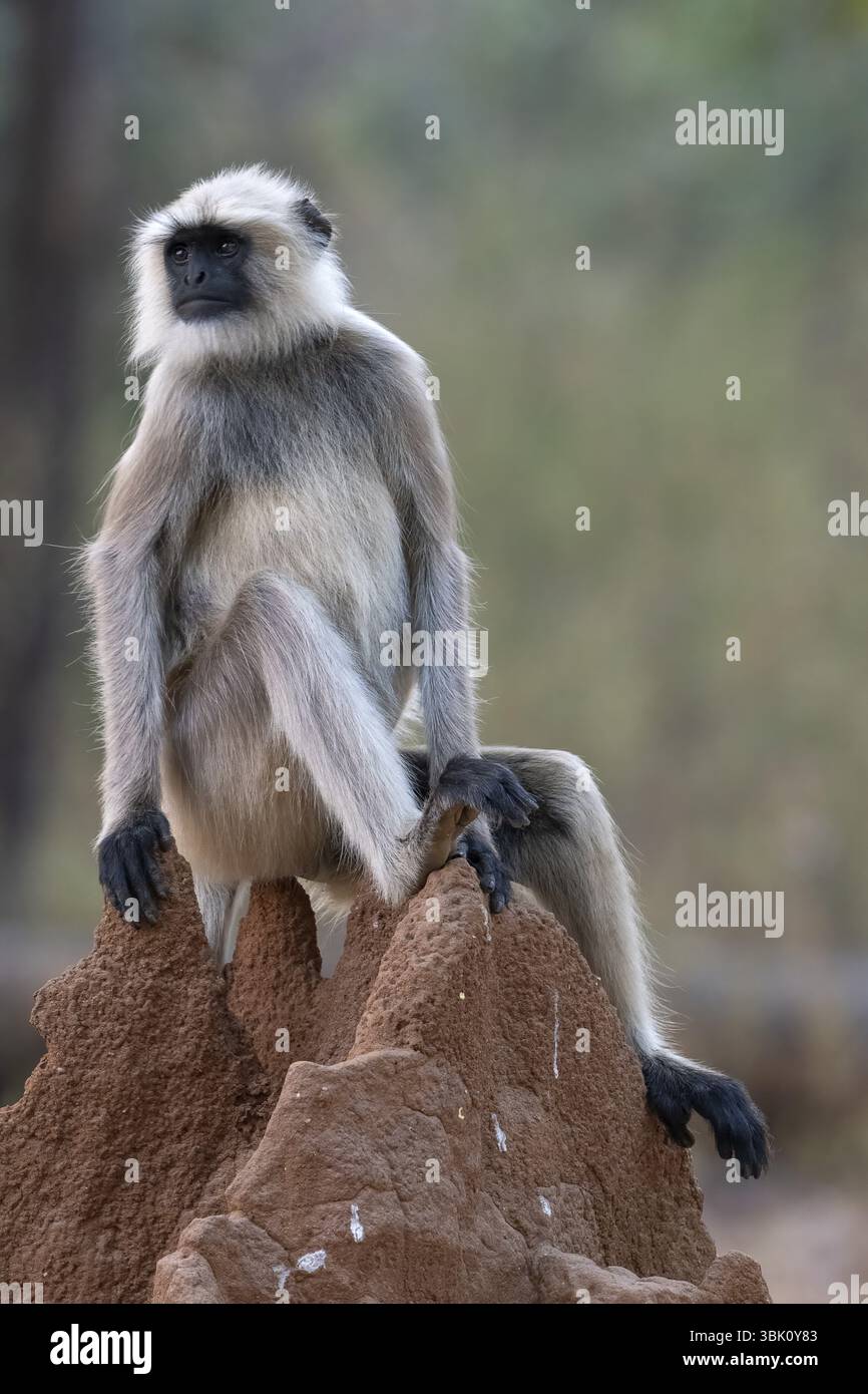 Northern plains gray langur (Semnopithecus entellus), primate, on ...