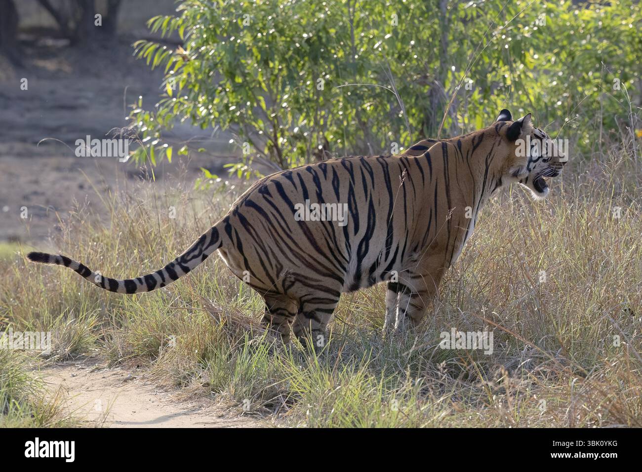 Tiger (Panthera tigris), Bengal tiger or Indian tiger, big cat ...