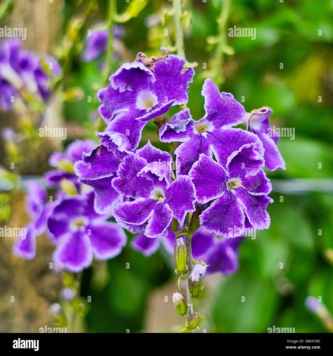 BAGACES, GUANACASTE PROVINCE, COSTA RICA: Pigeon Berry (Duranta erecta ...
