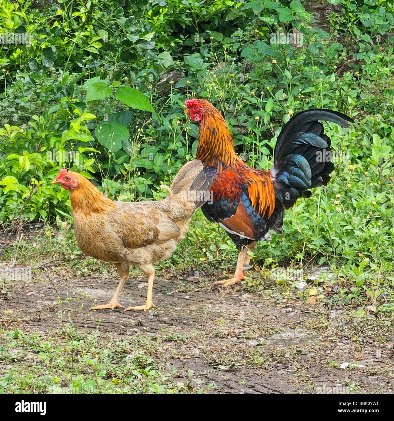 BAGACES, GUANACASTE PROVINCE, COSTA RICA: A free range chicken and ...