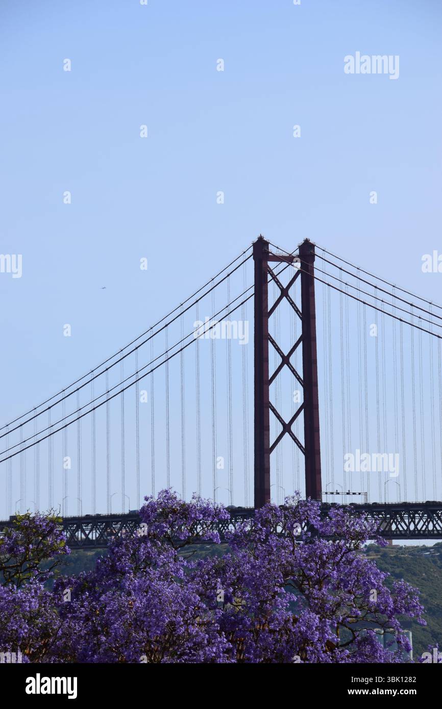 Lisbon’s iconic bridge framed by blooming jacaranda tree branches ...