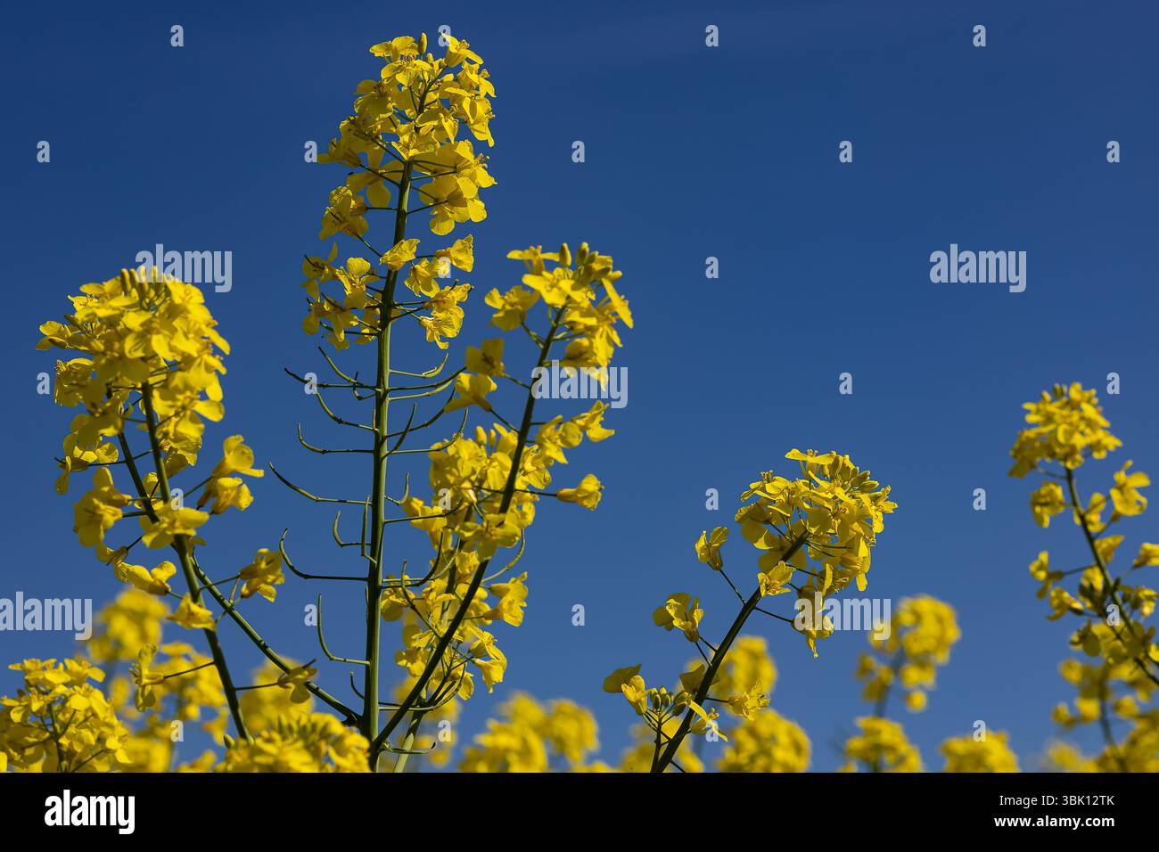 Canola crops in full hi-res stock photography and images - Alamy