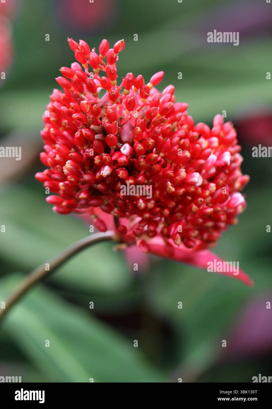 Prayer Plant, Stromanthe thalia, syn. Stromanthe sanguinea, Marantaceae ...