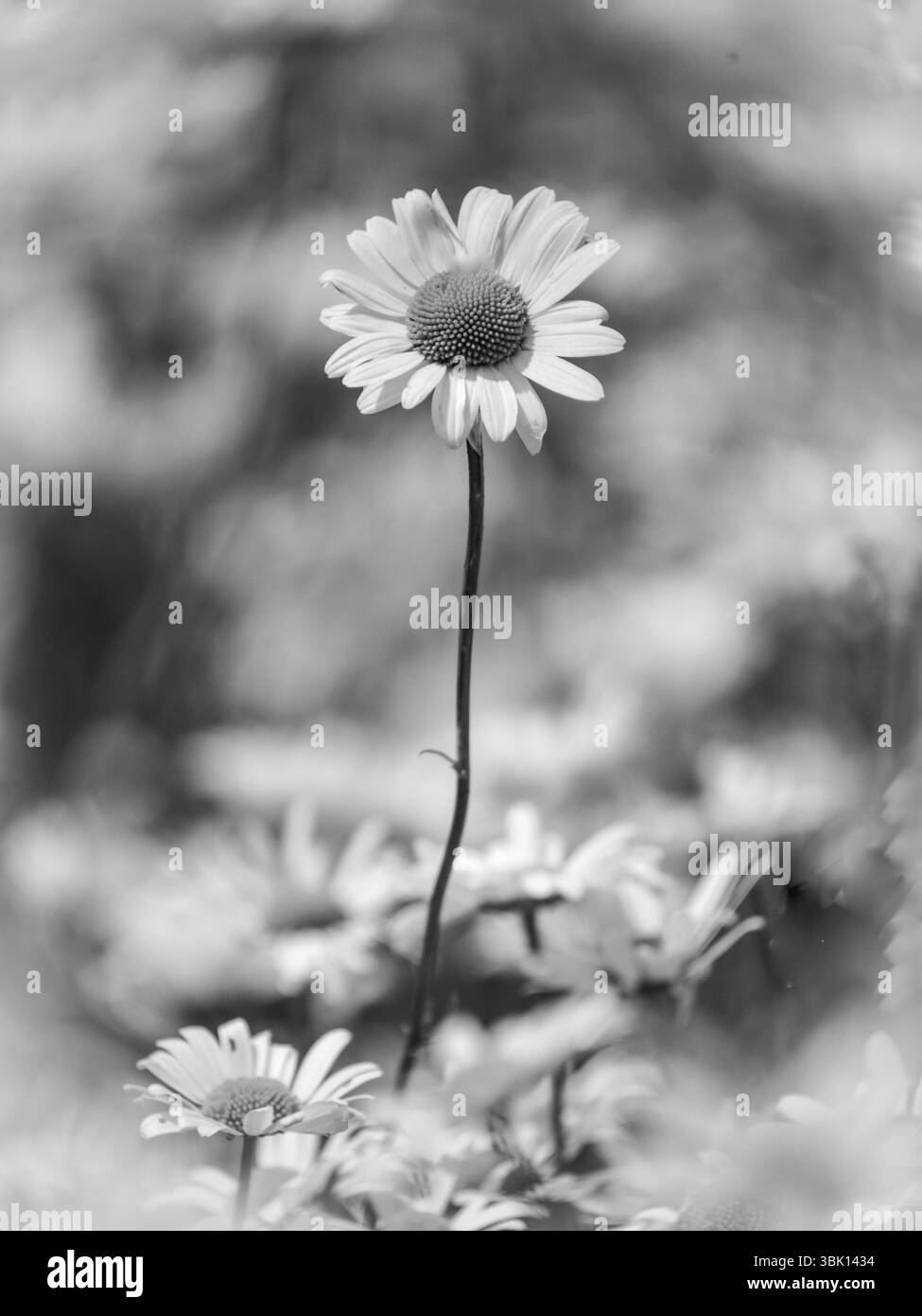 Wild daisy flowers Black and White Stock Photos & Images - Alamy