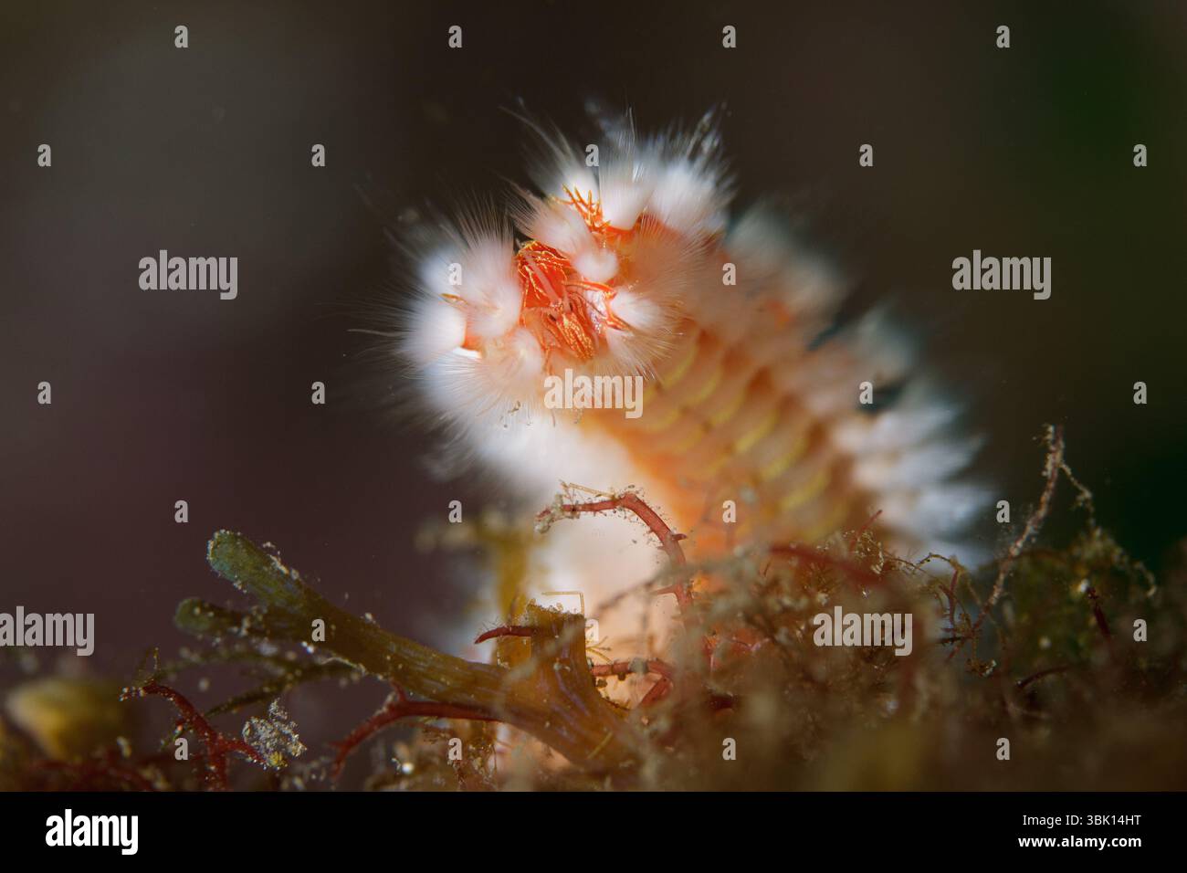 Dangerous worm hi-res stock photography and images - Alamy