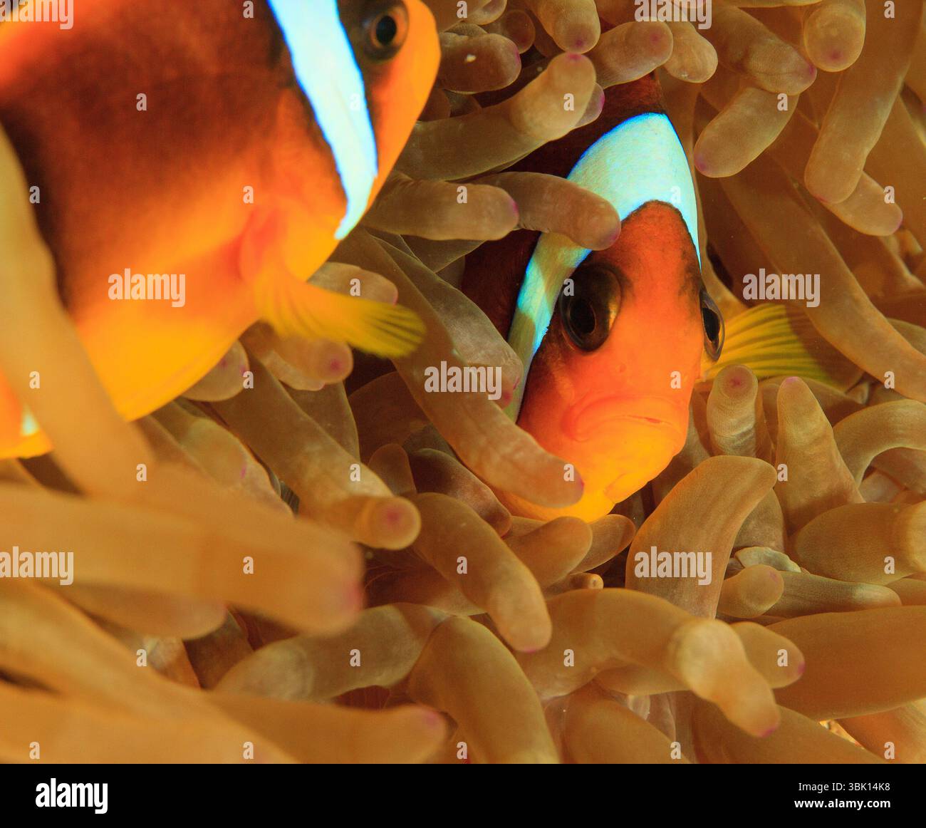 Blue sea water underwater clownfish hi-res stock photography and images ...