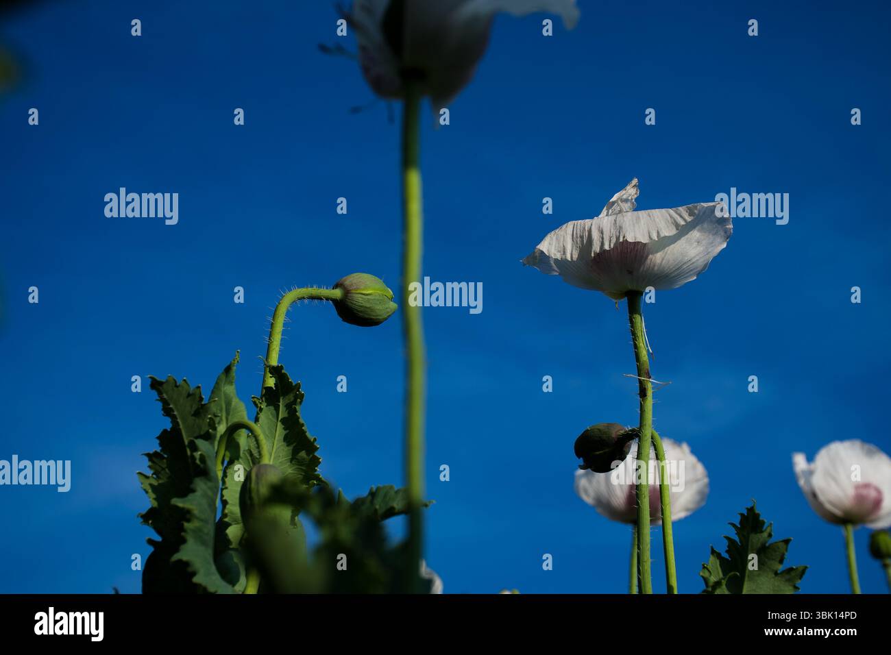 Unique low-angle shot of tall white poppy flowers reaching toward a ...