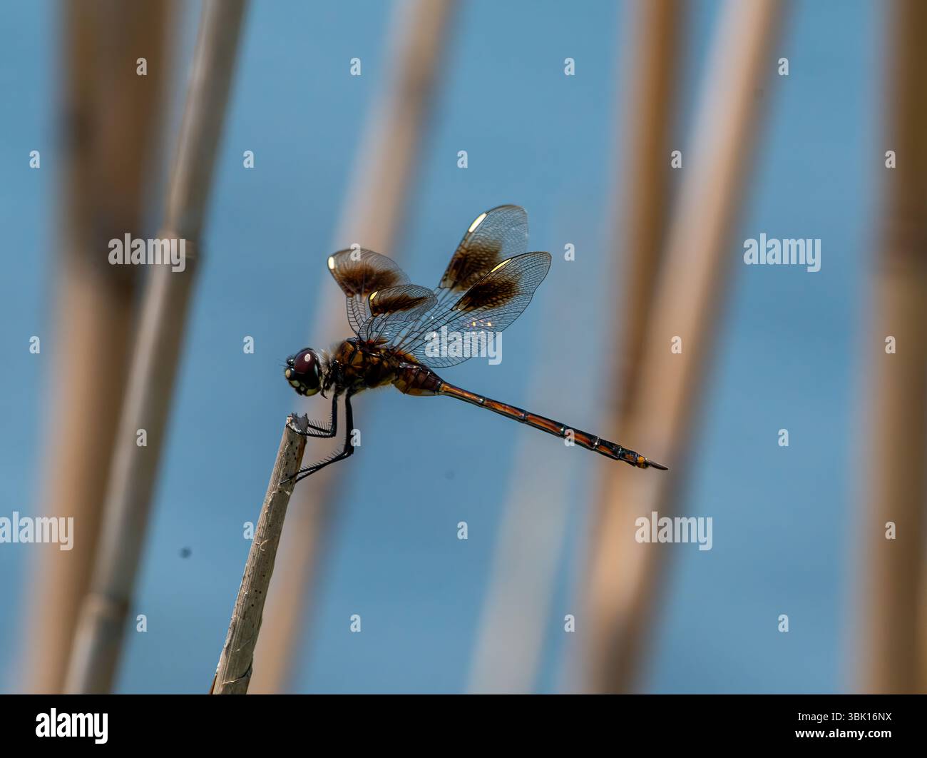 Four winged insects hi-res stock photography and images - Alamy