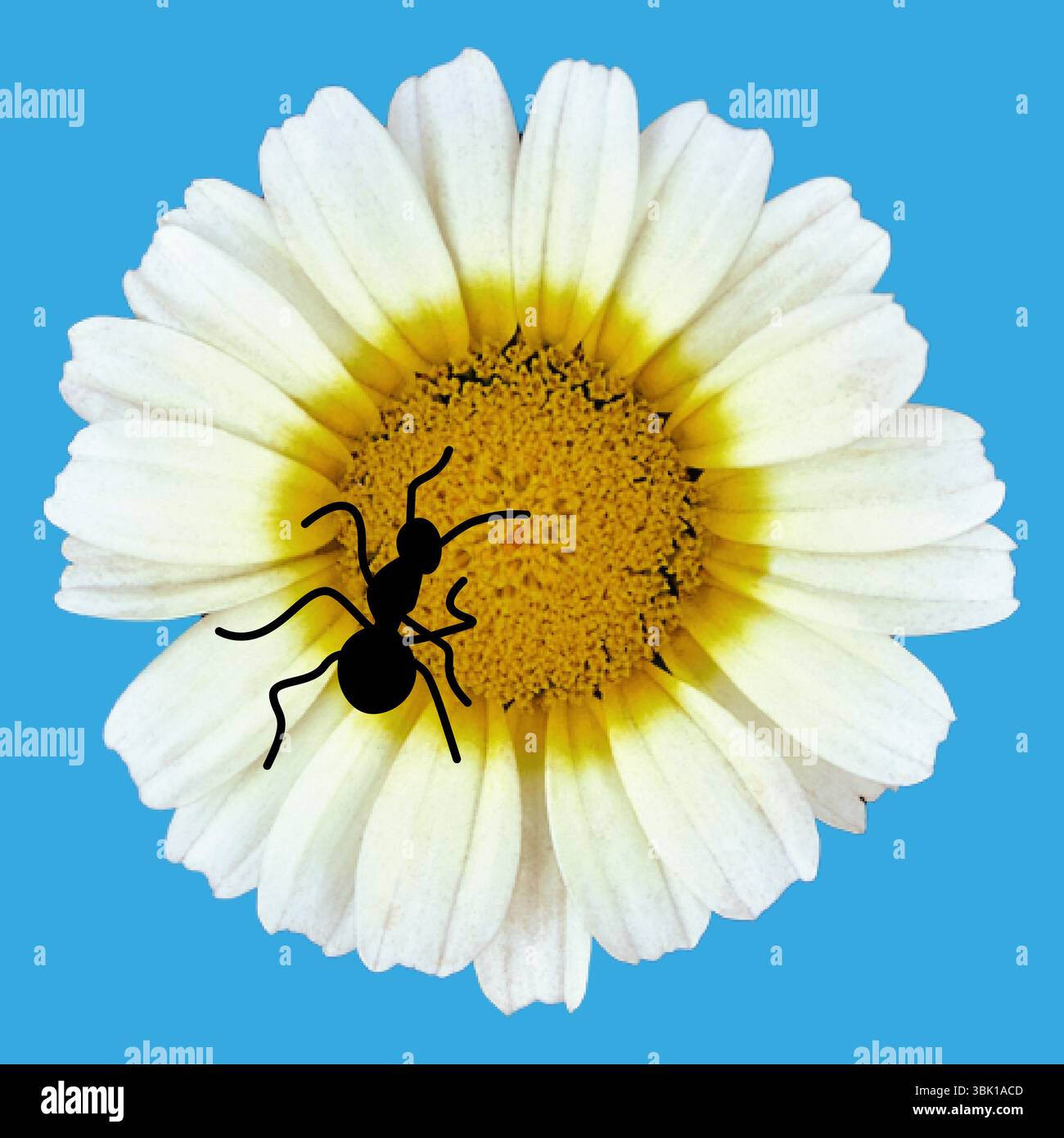 Daisy flower image. Insect ant detail. Blue background contrast. Nature ...