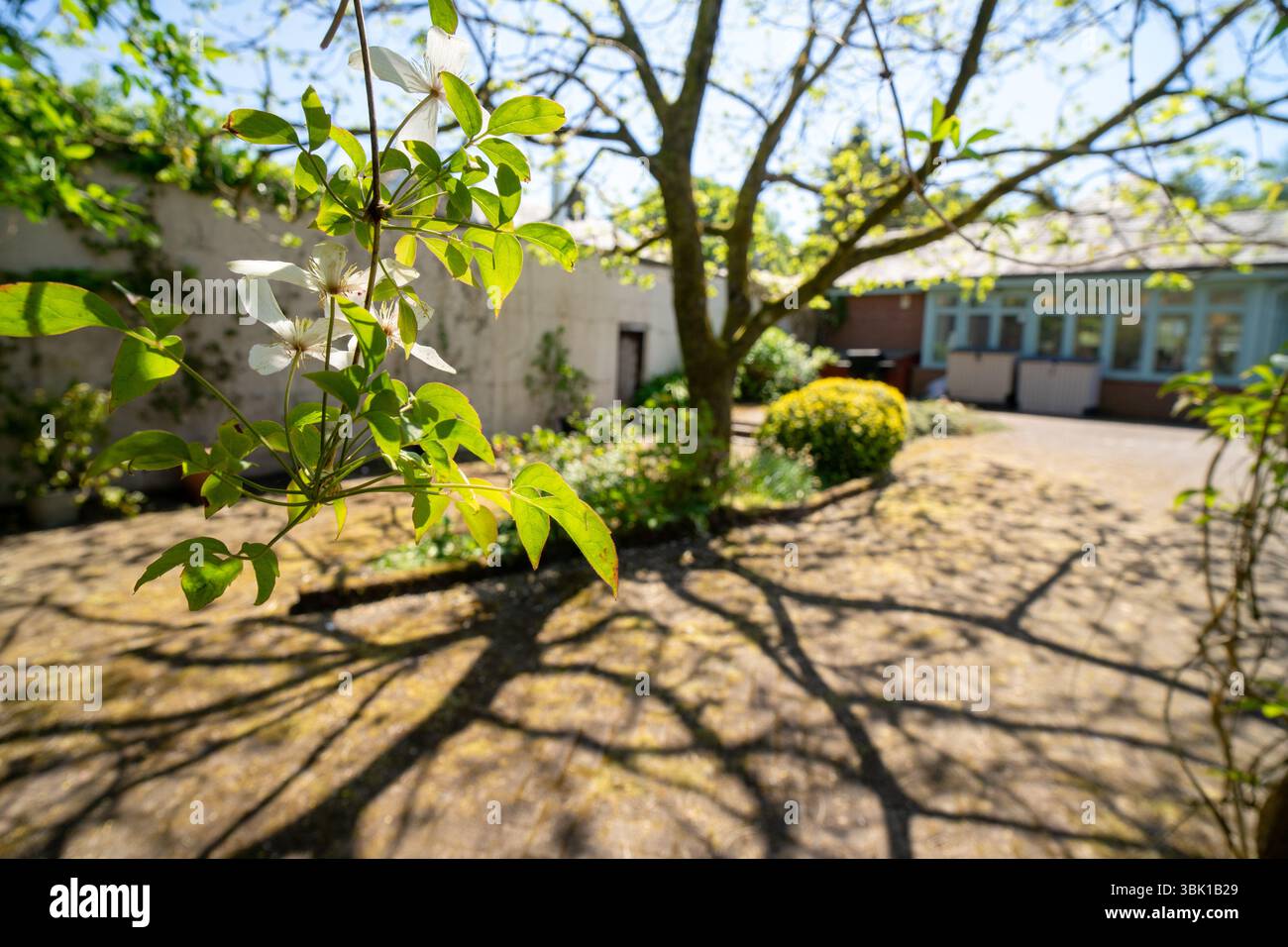 Clematis brachiata, commonly known as traveller's joy in Finlaystone Country Park Estate ...