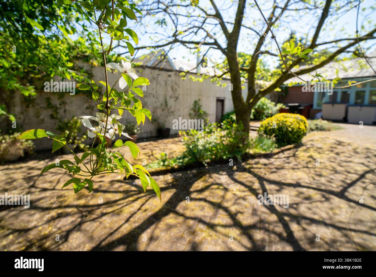 Clematis brachiata, commonly known as traveller's joy in Finlaystone ...