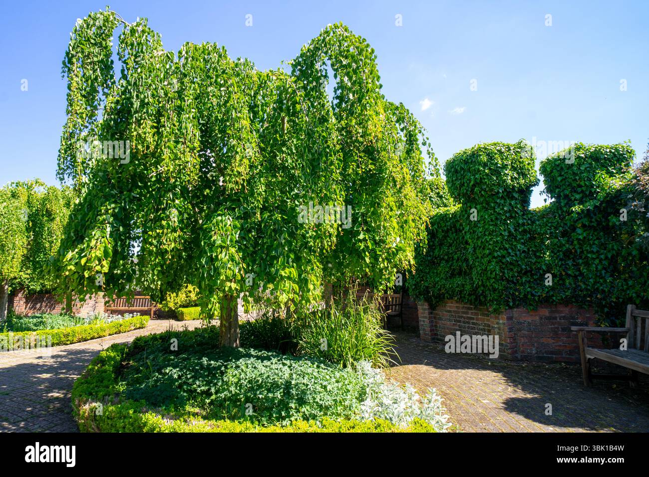 Weeping tree in Finlaystone Country Park Estate. Scotland. UK Stock ...