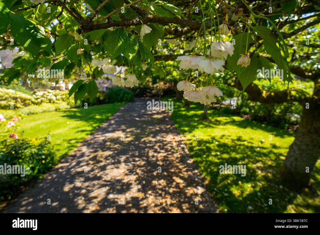 Sakura Cherry blossom in Garden at Finlaystone Country Park Estate ...