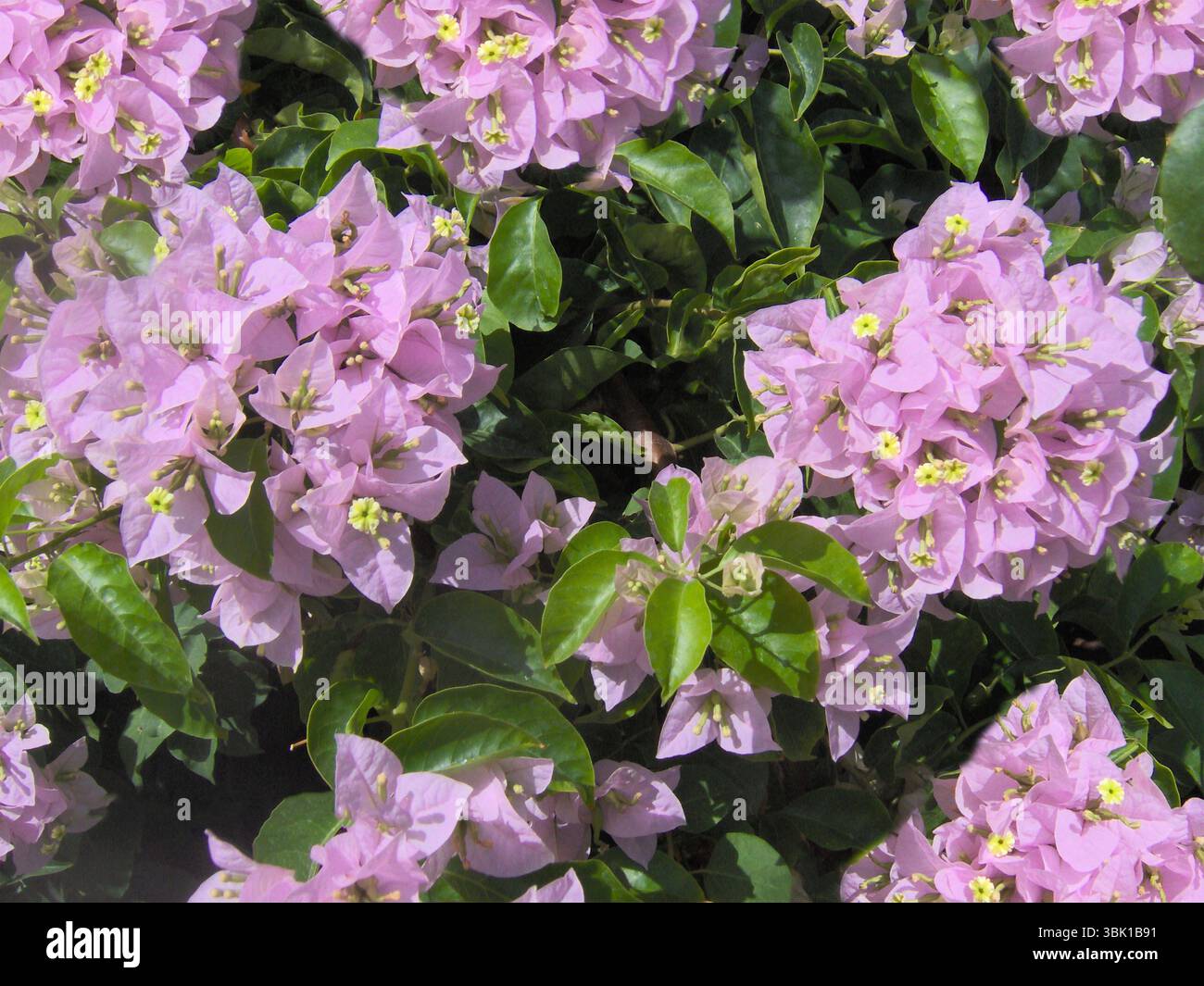 Beautiful sicilian flowers. Sicilian nature. Beautiful green tropical ...
