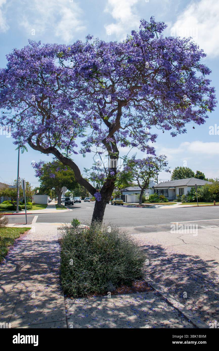 Jacaranda trees are a colorful part of Southern California ...