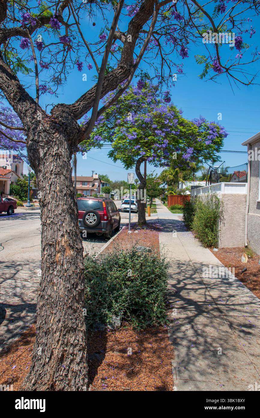 Jacaranda trees are a colorful part of Southern California ...