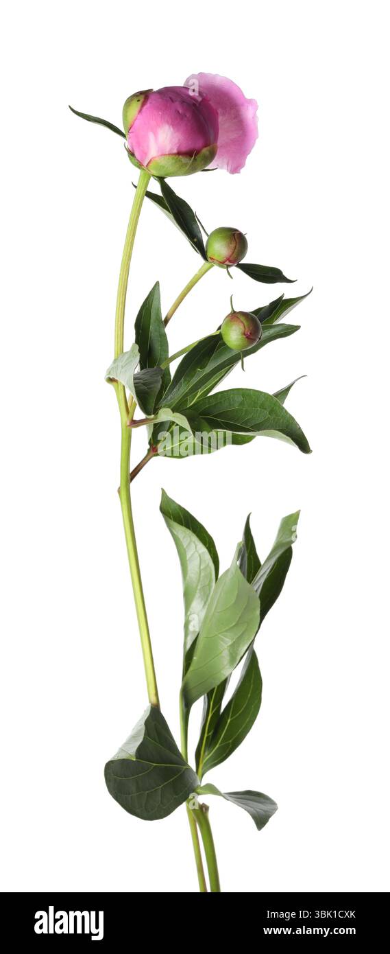 Peony pink buds flower Cut Out Stock Images & Pictures - Alamy