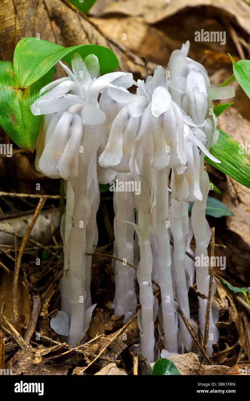 Indian Pipe, Monotropa uniflora Stock Photo - Alamy