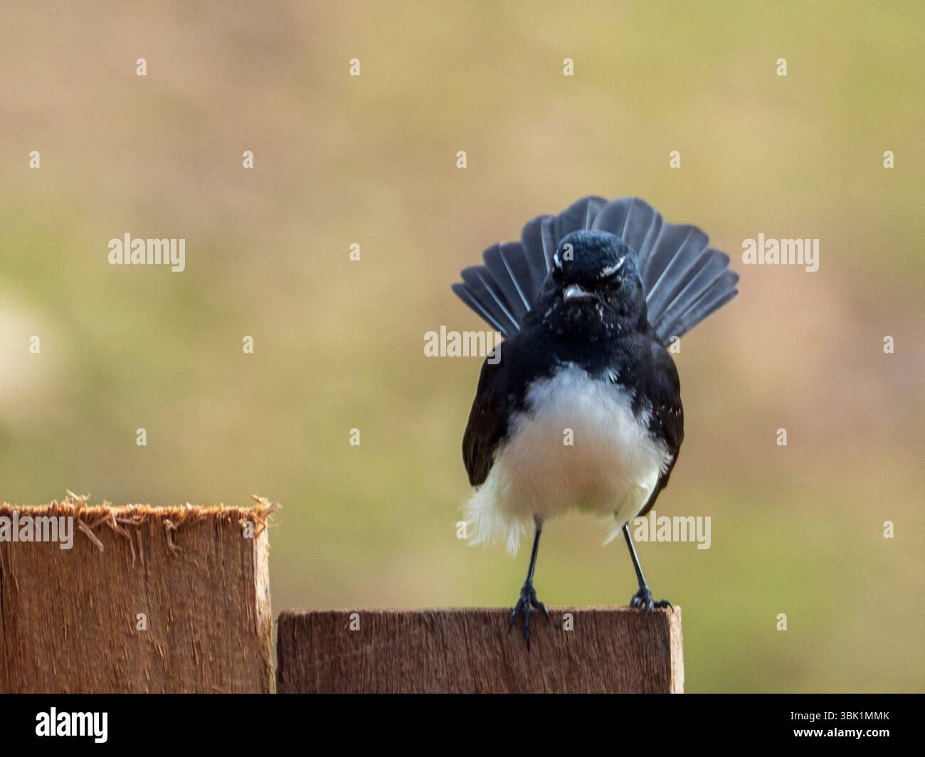 Willy Wagtail, fantail bird, on a fence with tail feathers fanned out ...