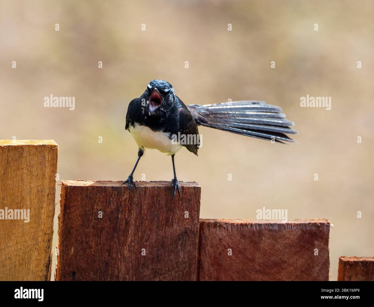 Willy Wagtail bird mouth wide open screeching while standing on a fence ...