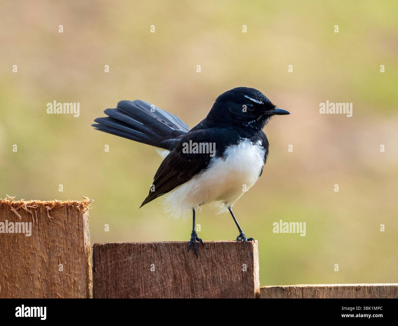 Willy Wagtail bird Stock Photo - Alamy